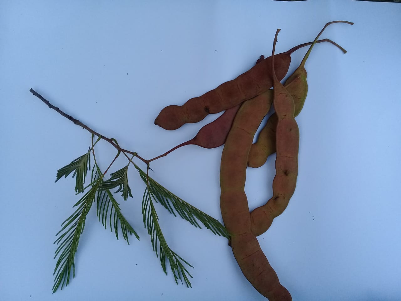 Coleções Virtuais: Planta 4: Angico