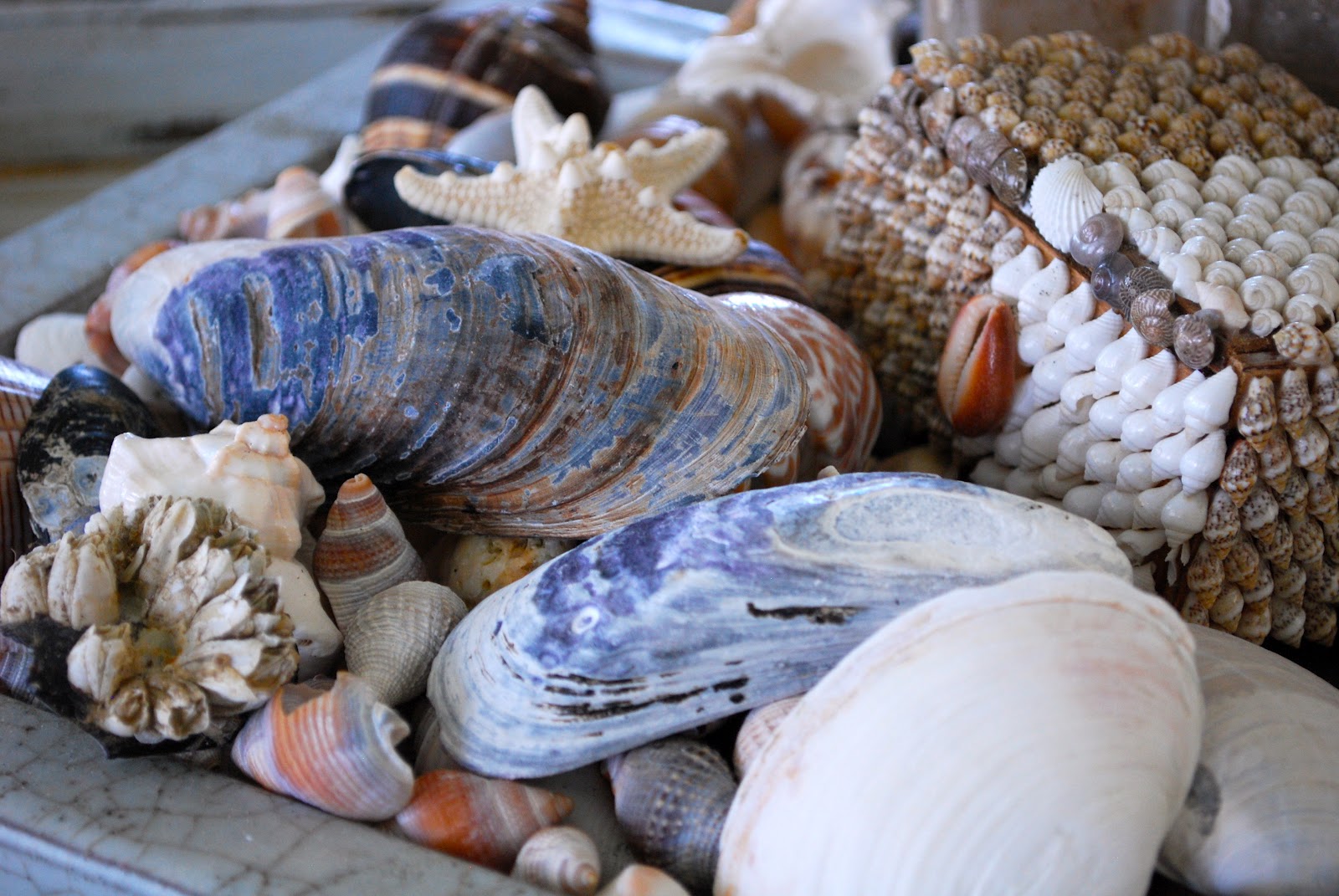 Wanderlust Traveler: Pacific Beach, Washington (Lodging, Dining, and ...