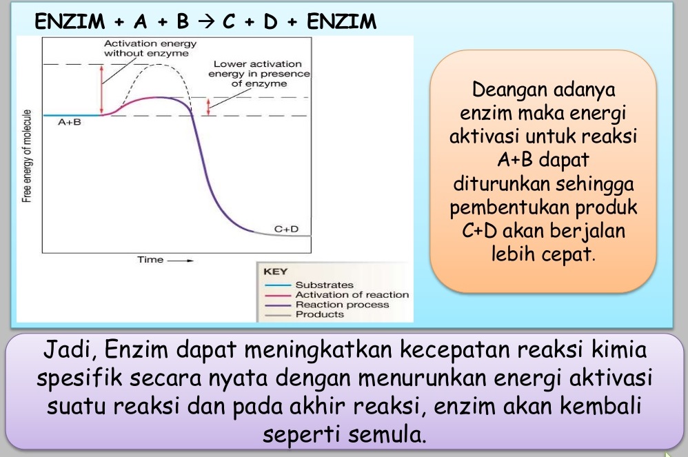 BIOLOGI GONZAGA: ENZIM METABOLISME