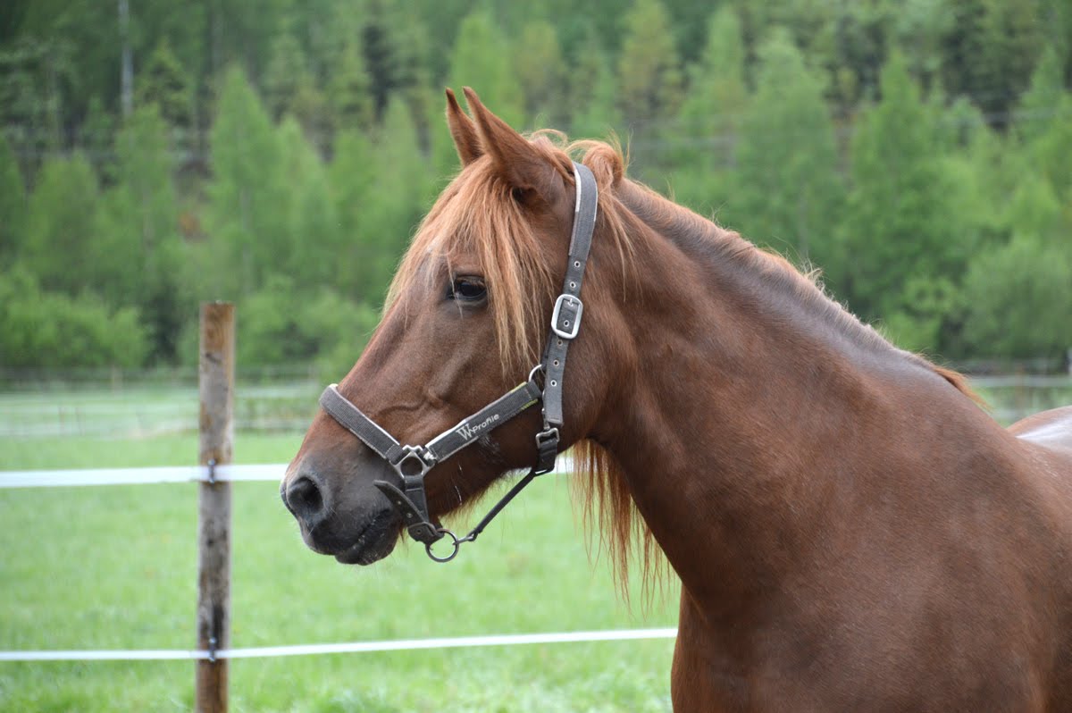 LG Bridle - kuolaimeton vaihtoehto testissä - Viba