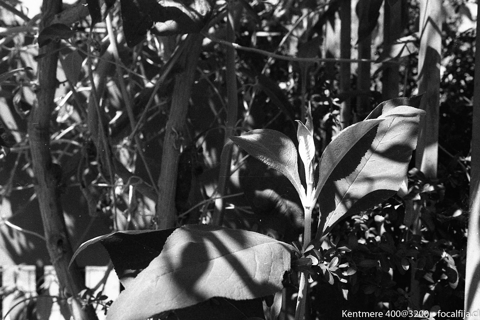 Kentmere 400 Push @800 @1600 @3200 Revelado con Rodinal