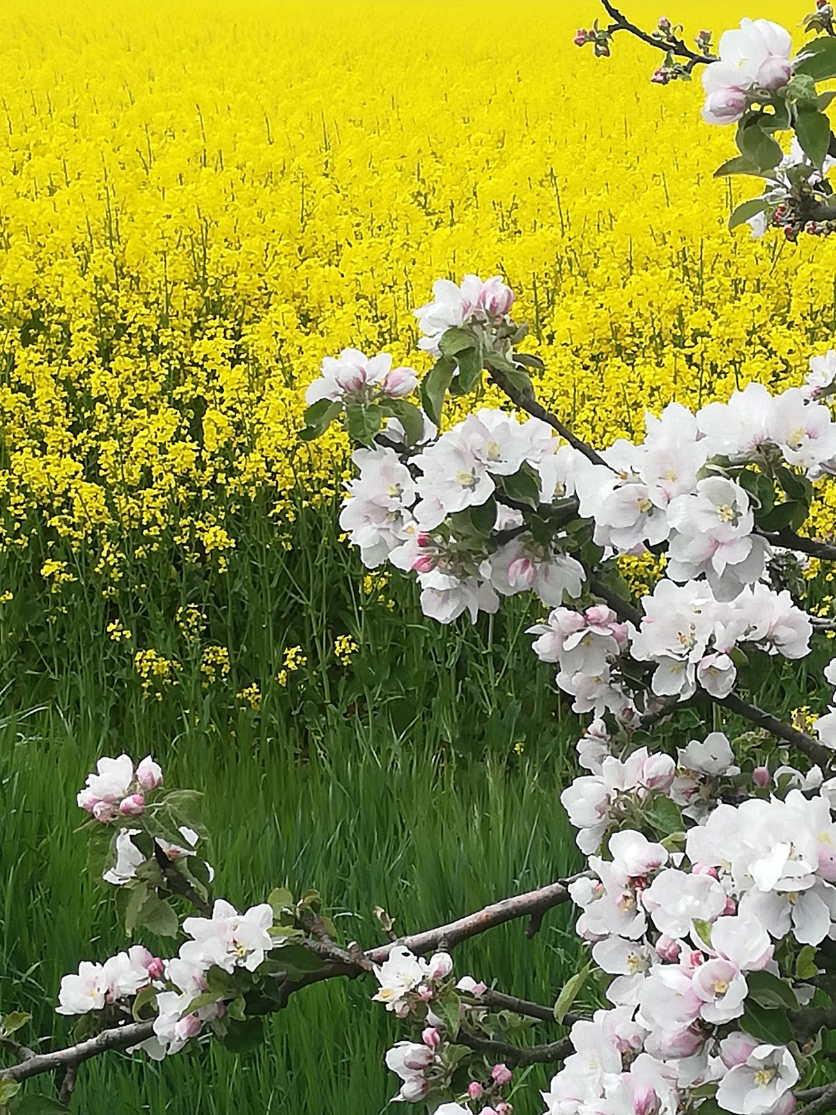 2020 Feld und Natur im April