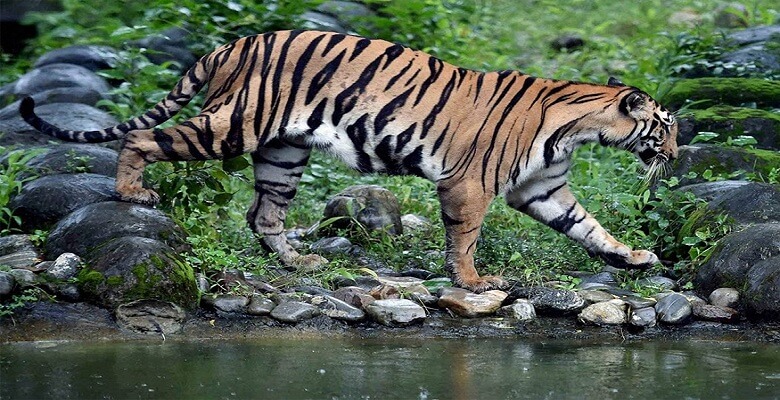 Valmiki Nagar Tiger Reserve - West Champaran District - Bihar Tourism