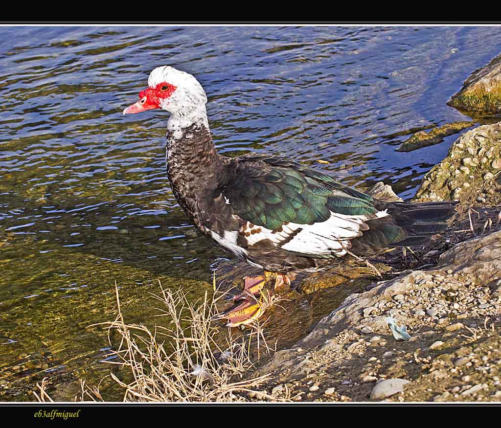 MIS AMIGAS LAS AVES: El pato criollo, pato mudo o pato almizclado ...