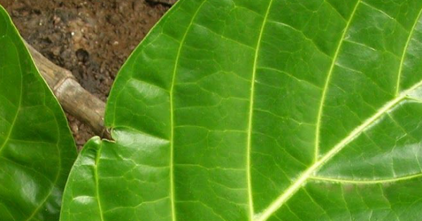 Noni Leaf Extract Superior To Chemotherapy for Lung Cancer (Preclinical ...