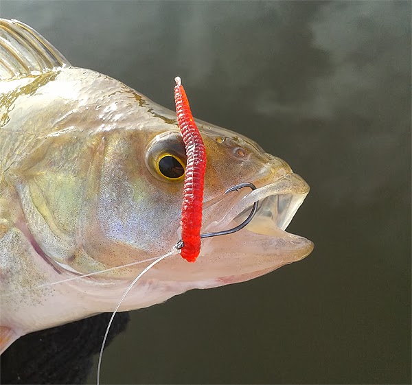 Fooling Fish: Drop shot lures