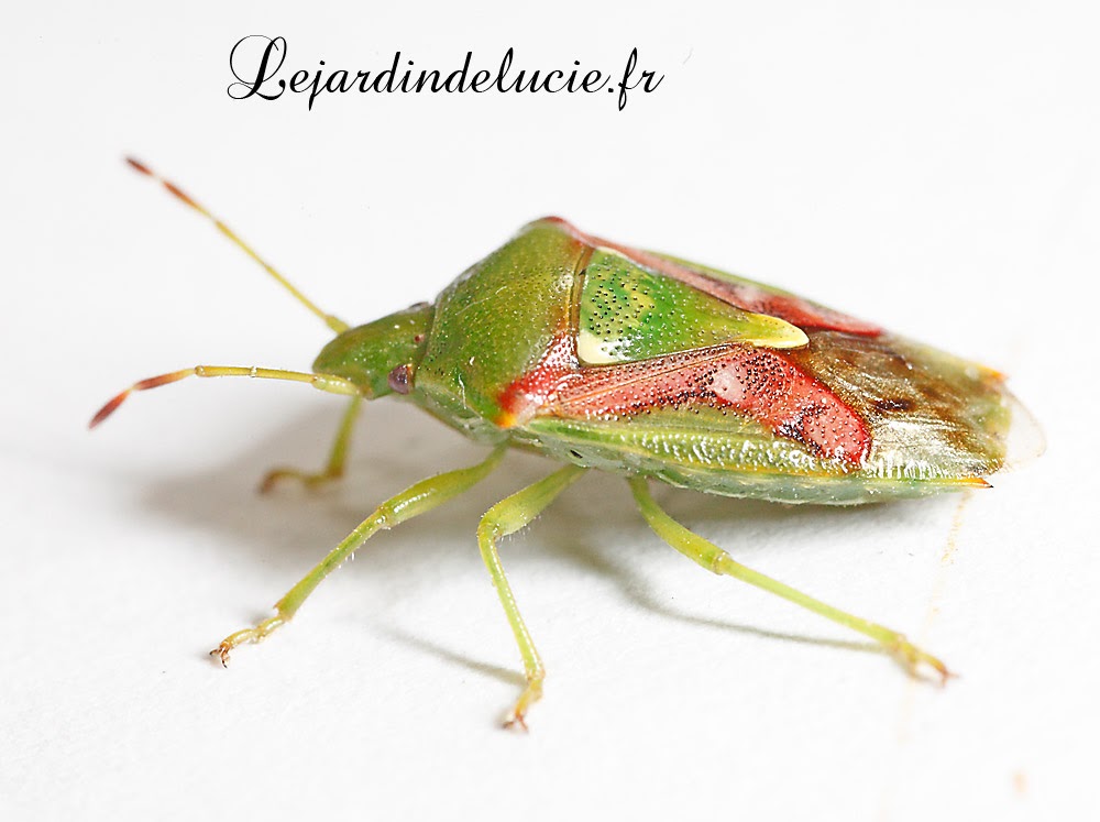 Cyphosthetus tristriatus, jolie punaise décorée en rose!