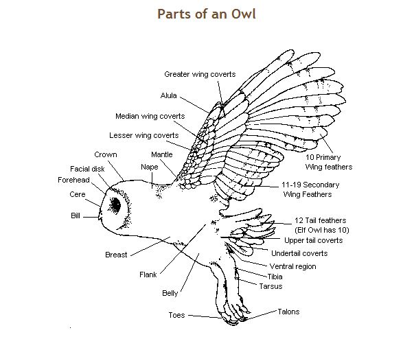 Let's Play & Learn !!!: The Owl