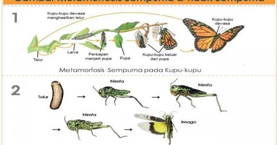 DAUR HIDUP HEWAN ~ PEMBELAJARAN SEKOLAH DASAR