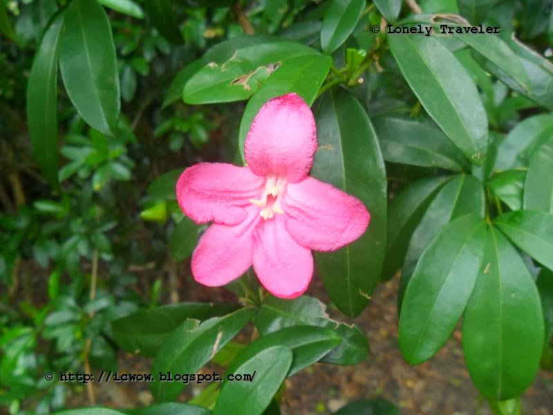 Lemonia Flower - Ravenia spectabilis
