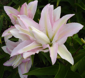 B&D Lilies Garden Blog: Double-flowered Lilies - Some that are natural ...