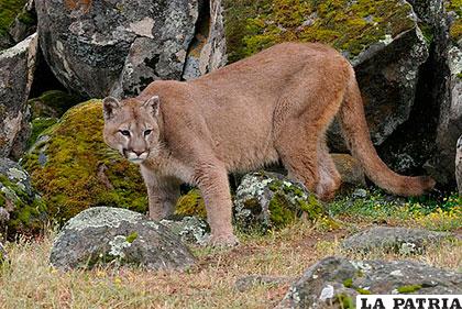 Los pumas andinos, también ayudan al ecosistema | Ecologia, Medio ...