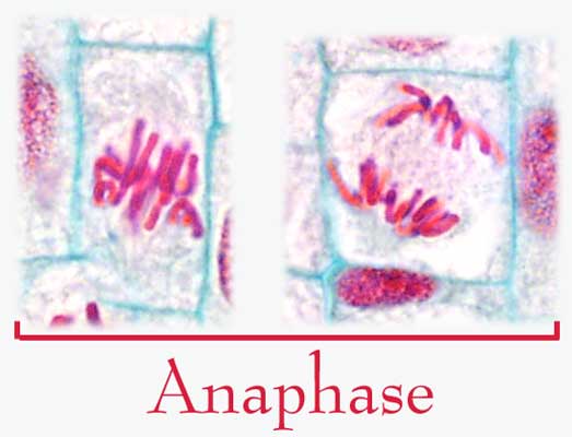 Chase's Science Blog: Mitosis