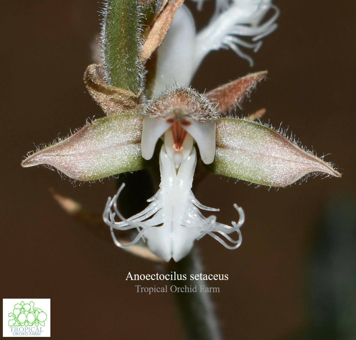 Anoectochilus setaceus