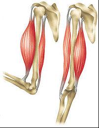 LOS MUSCULOS: PRINCIPALES MUSCULOS