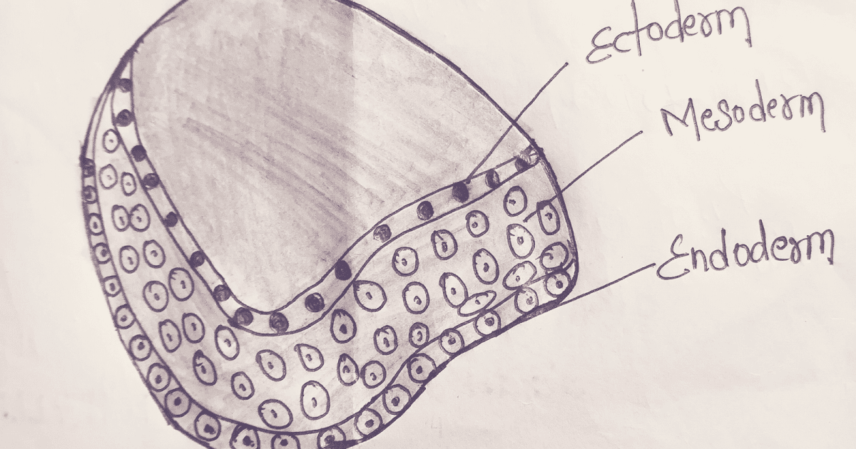 Embryonic Origin of Tissue