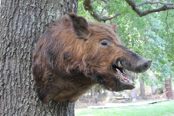 Cordray's: Wild Hogs by Cordray's Taxidermy