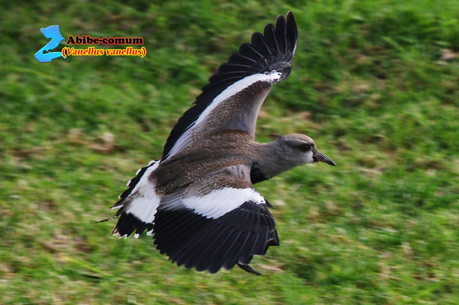 O melhor Alentejo do Mundo: Abibe