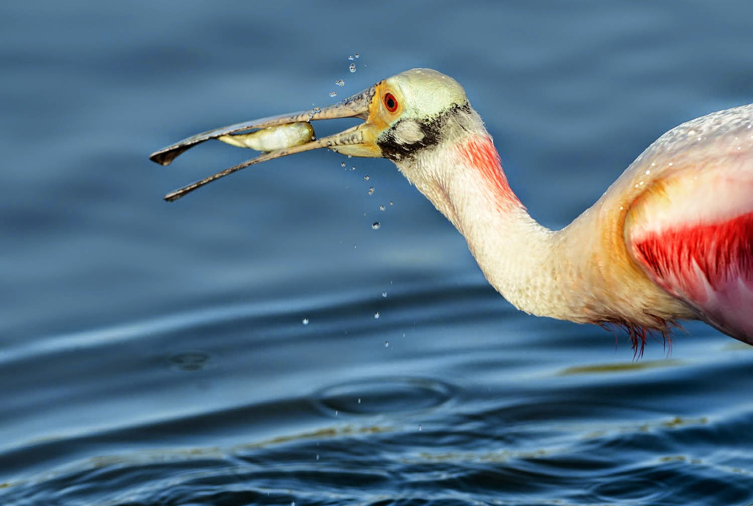 SPOONBILL photos - wallpapers (ανανεωμένο) | the fun bank