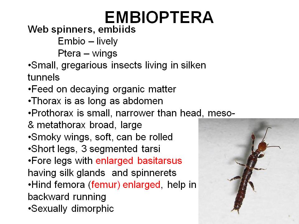 Examples Of Apterygota Insects at Mark Jennings blog