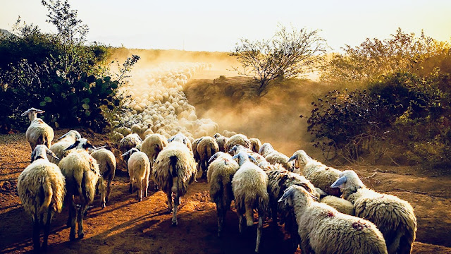 From Empty Hands: A Brave Shepherd