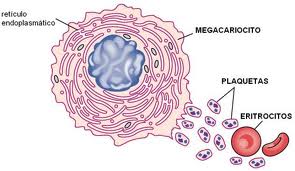 Megacariócitos