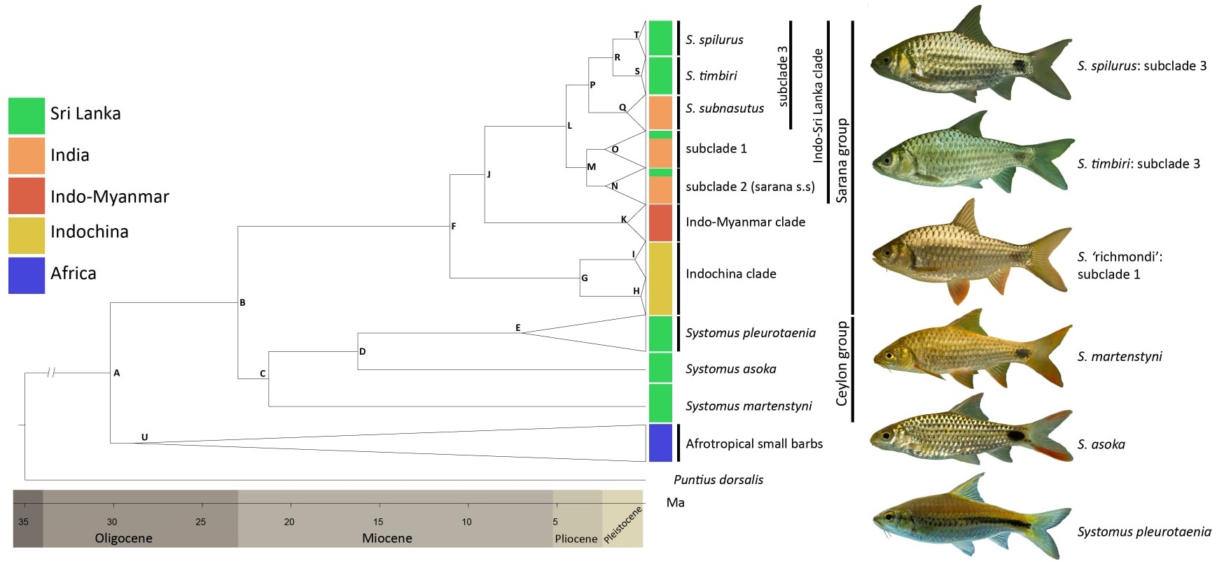 Species New to Science: [Ichthyology • 2020] Diversity, Phylogeny and ...