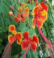 Kehidupan Dunia Ini: Bunga Patrakomala (Sunda)