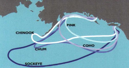 Fanatic Cook: Salmon Migration Routes and Japan's Radiation Plume