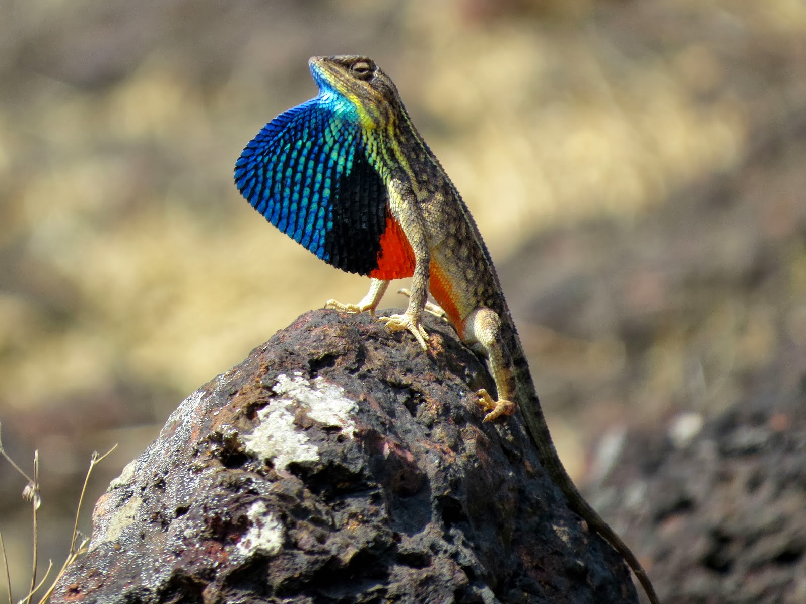 FAN THROATED LIZARD (Sitana ponticeriana): MAGICAL LIZARD OF MYSTIC ...
