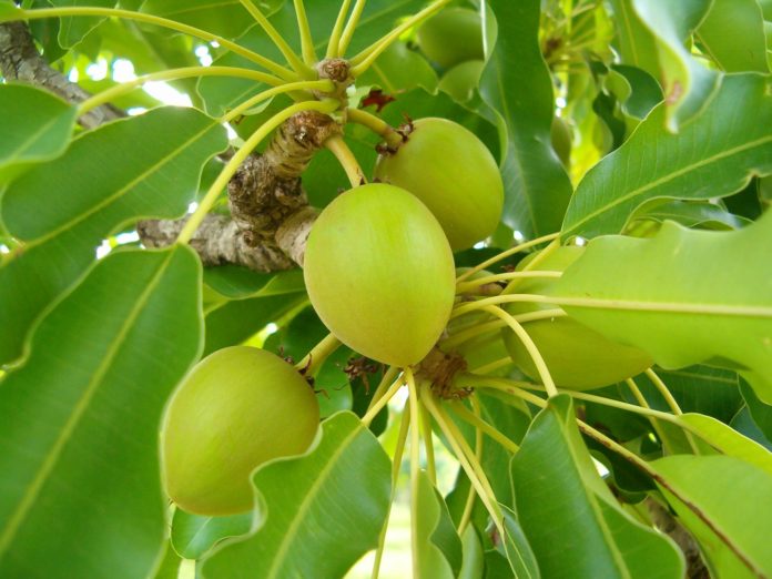Sox-Agro: Group Calls FG To Boost Shea Tree Plantations