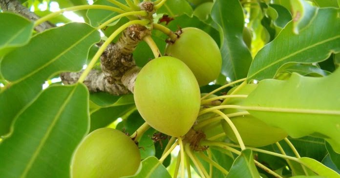 Sox-Agro: Group Calls FG To Boost Shea Tree Plantations