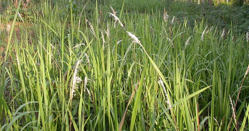 Khasiat Rumput Alang-Alang