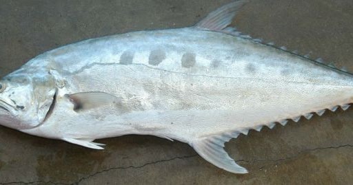 Pecinta Ikan Bakar: Ikan Talang