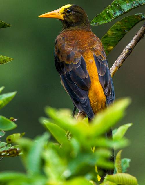 Russet-backed oropendola | American birds | Birds of India | Bird World