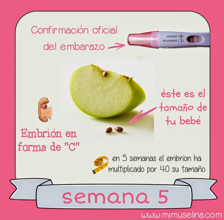 Feto De 16 Semanas De Gestacion Imagenes