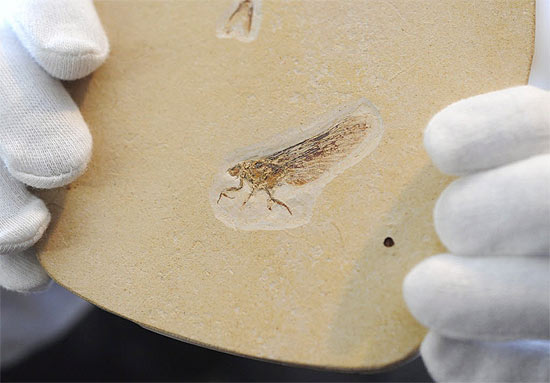 Arquivos do Insólito: Ufologia, Criptozoologia, Fenômenos Anômalos ...