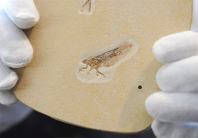 Arquivos do Insólito: Ufologia, Criptozoologia, Fenômenos Anômalos ...