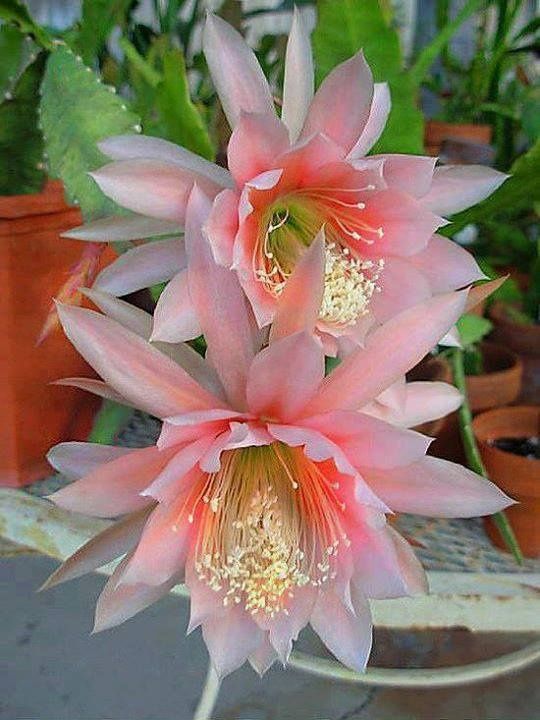 Best of the best: Flora!