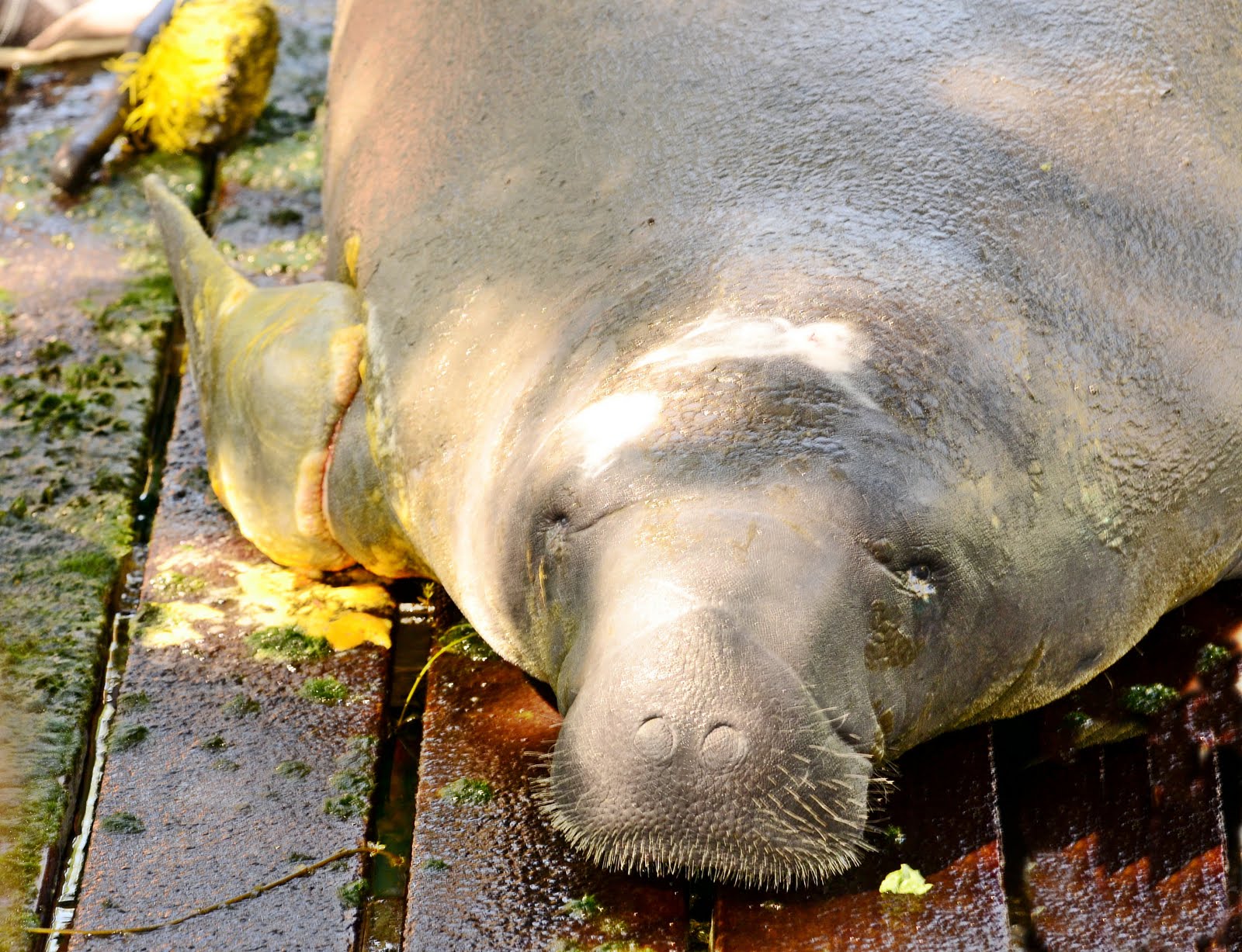 Dina's City Wildlife Adventures: A sad manatee with a happy ending.