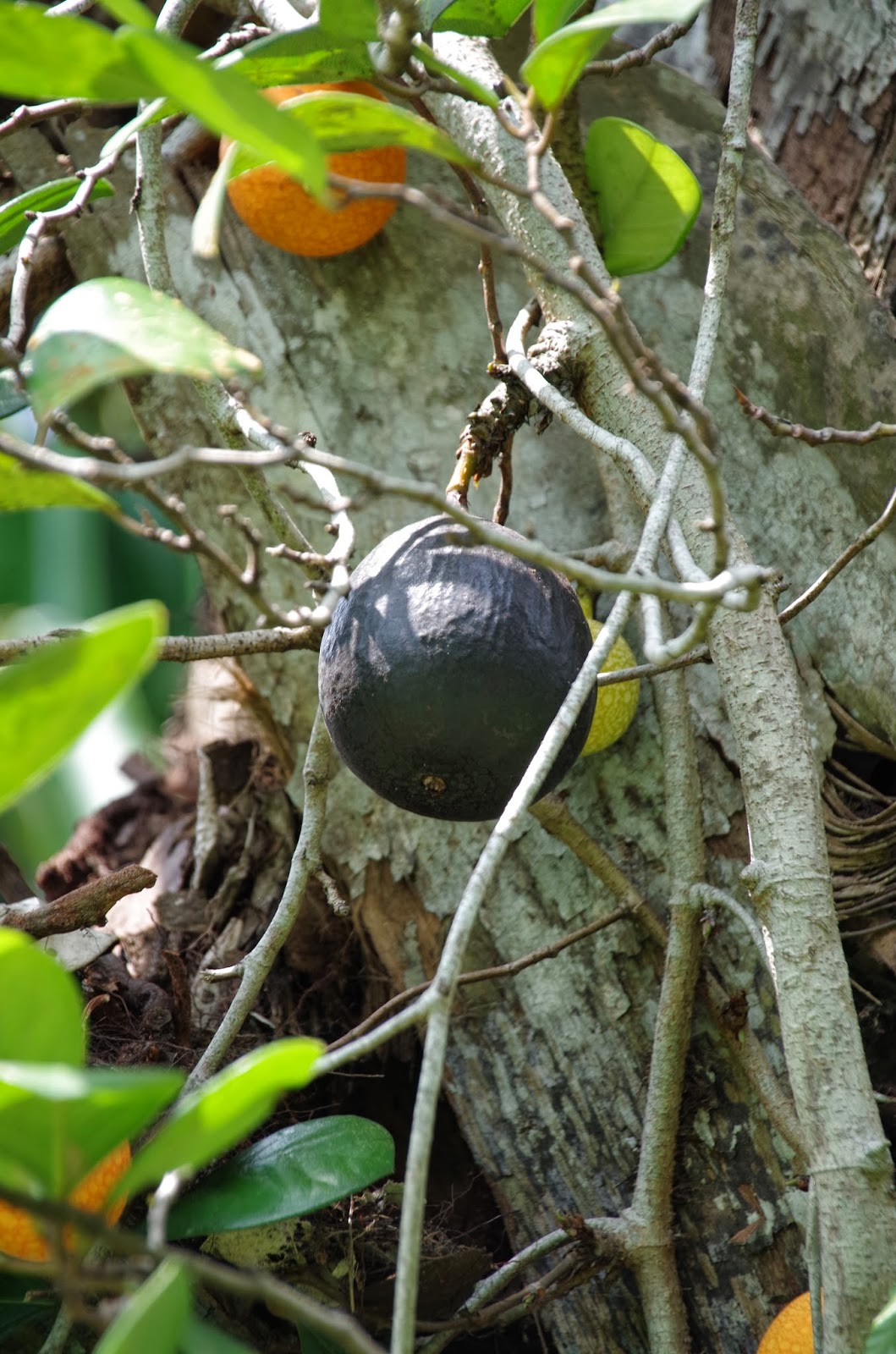Trees and Plants: (Climbing Fig) Ficus punctata