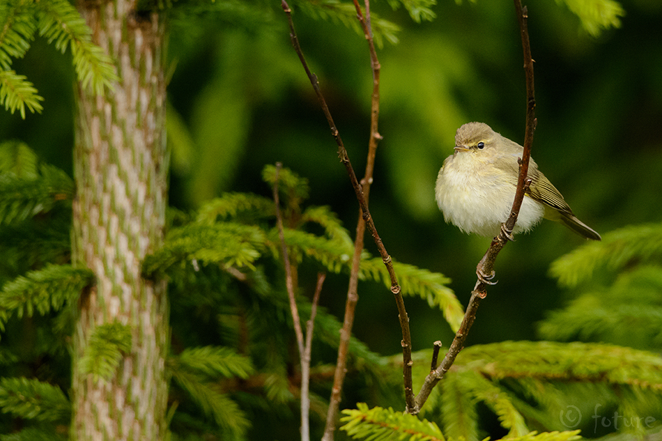 Foture: Väike-lehelind, Phylloscopus collybita