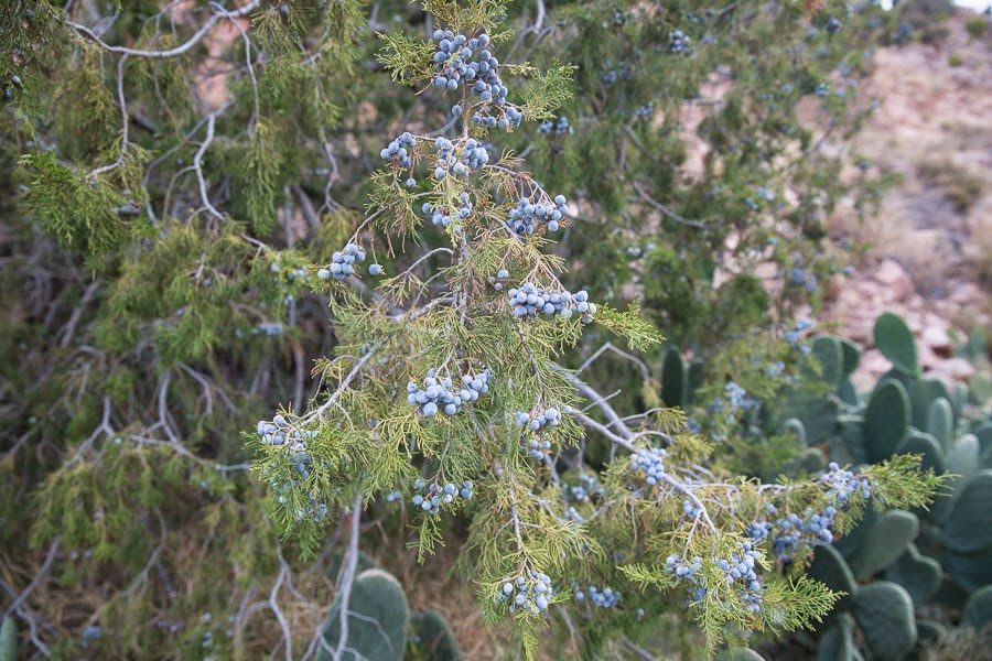 Birds of Saudi Arabia: Juniper in fruit near Taif – Wadi Thee Ghazal