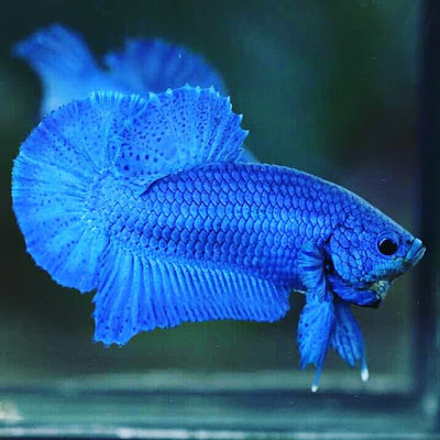 Knowing All Types Of Betta Fish - By Tail, Pattern And Color With Photo ...