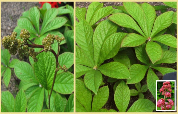 Plantas y flores: Rodgersia aesculifolia