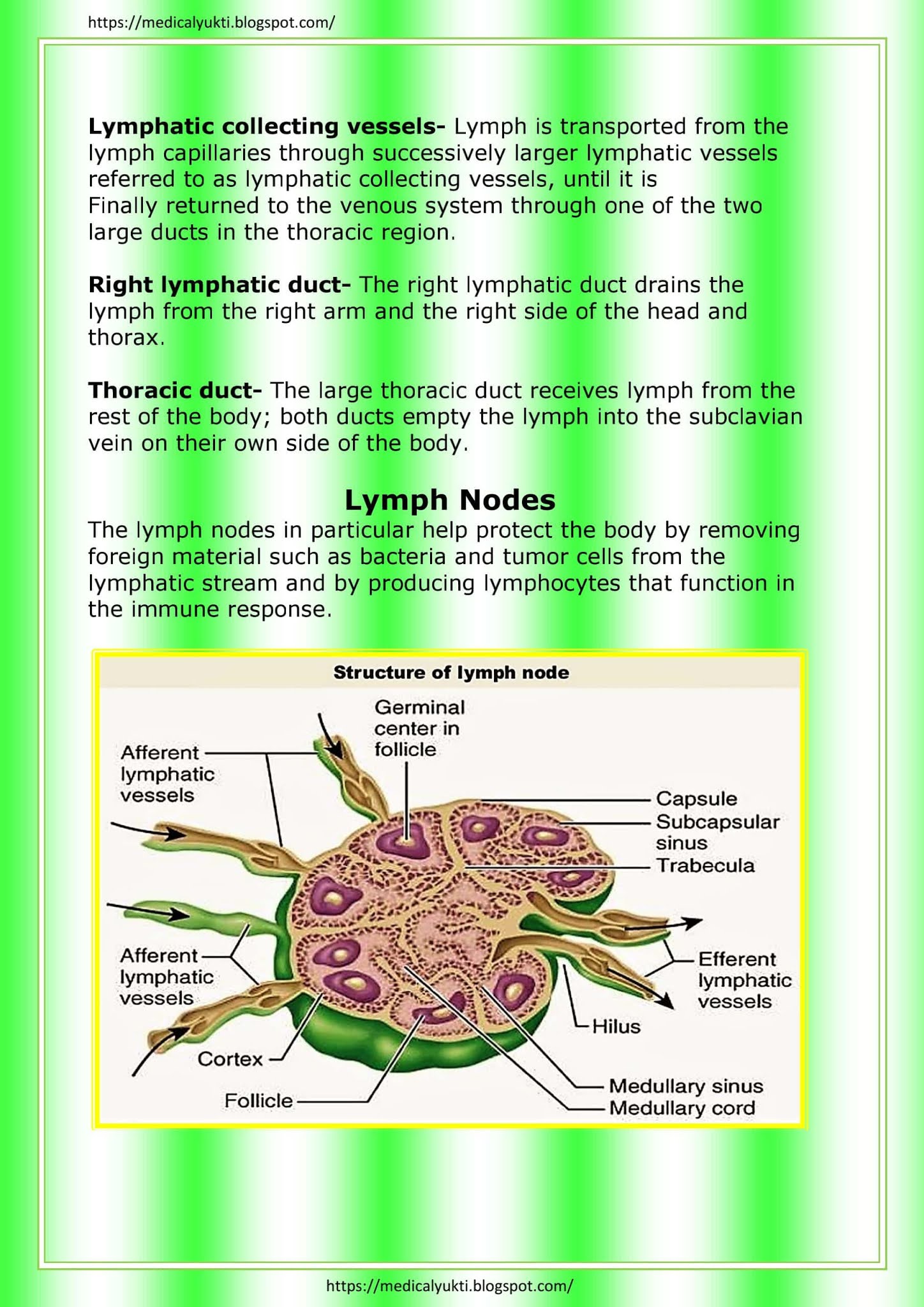 Lymphatic System Anatomy Physiology - Medical Yukti