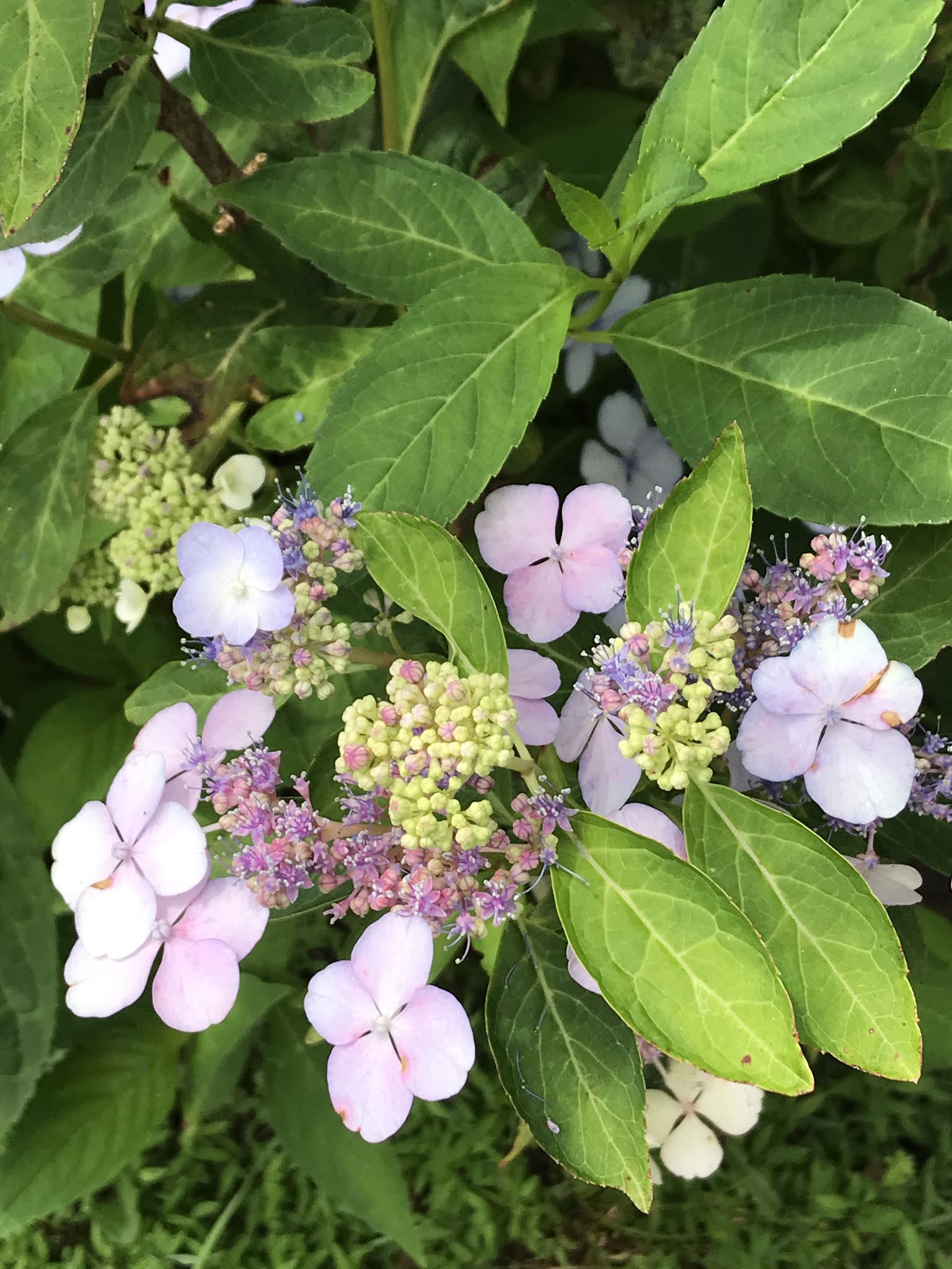 Content in a Cottage: My Lacecap Hydrangea