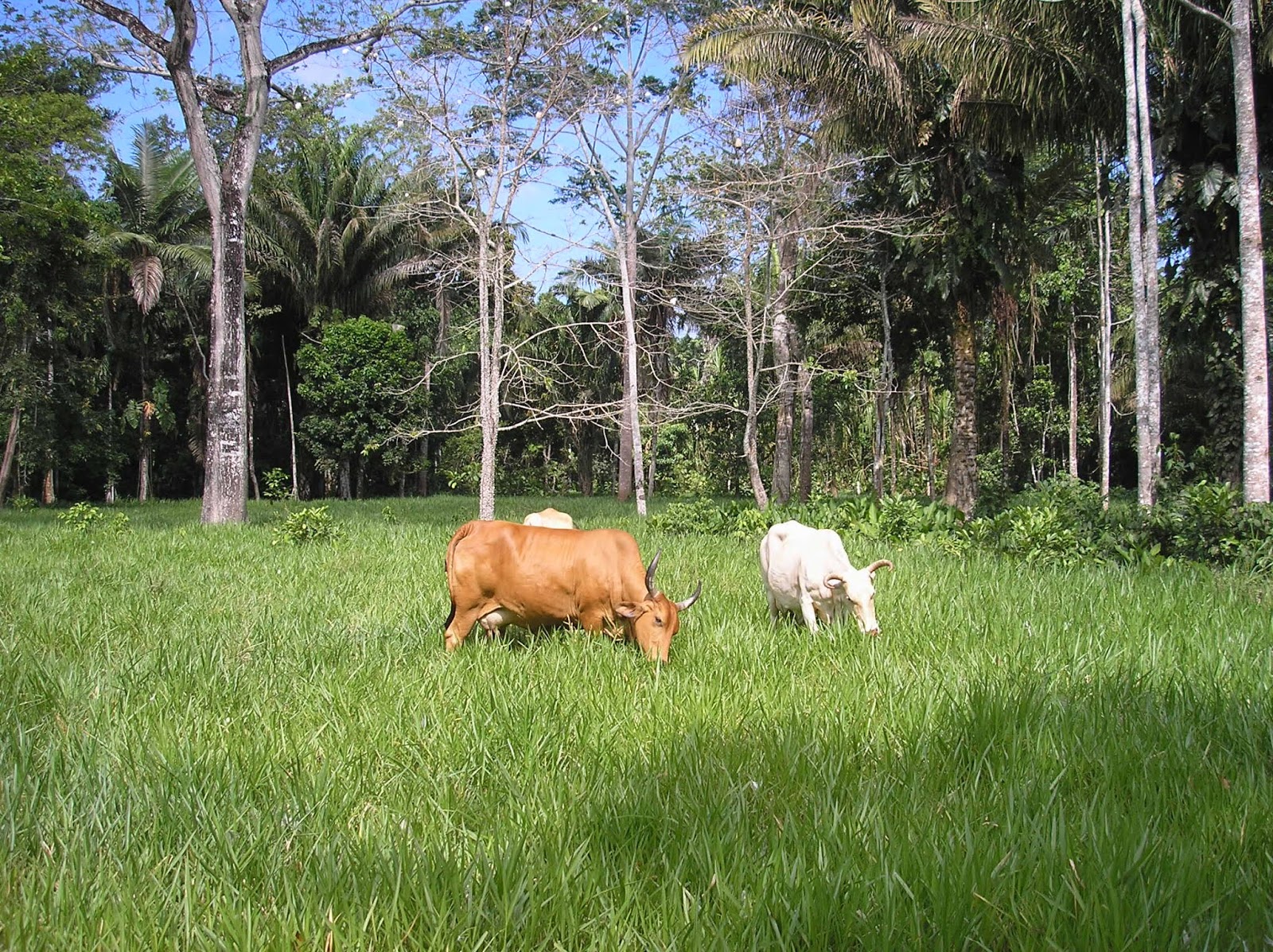 A farm in the Bolivian Amazon: The Burning Season