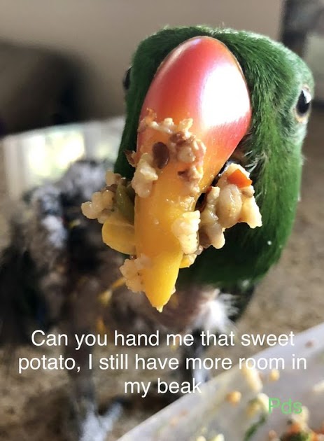 Quick Understanding of Bird Chop [diy] — Prego Dalliance Sanctuary