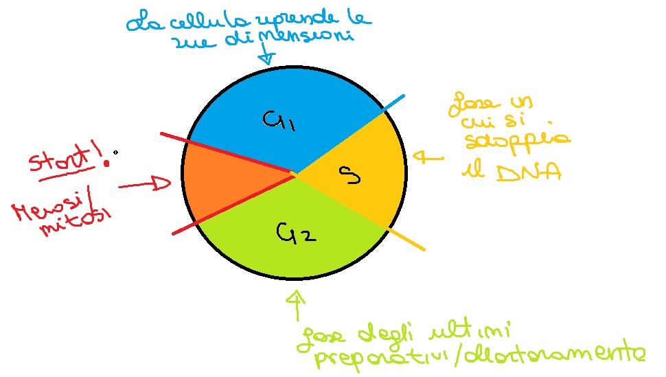 Ciclo cellulare | Esperia